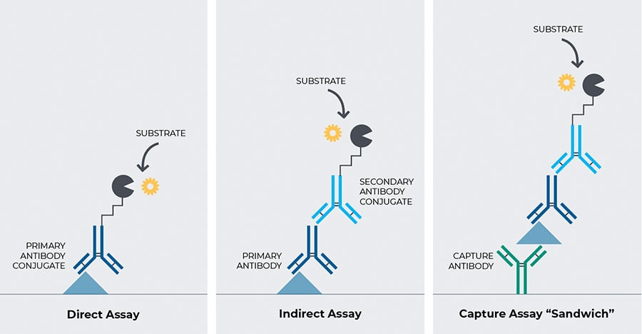 Four Types Of Elisa Assay